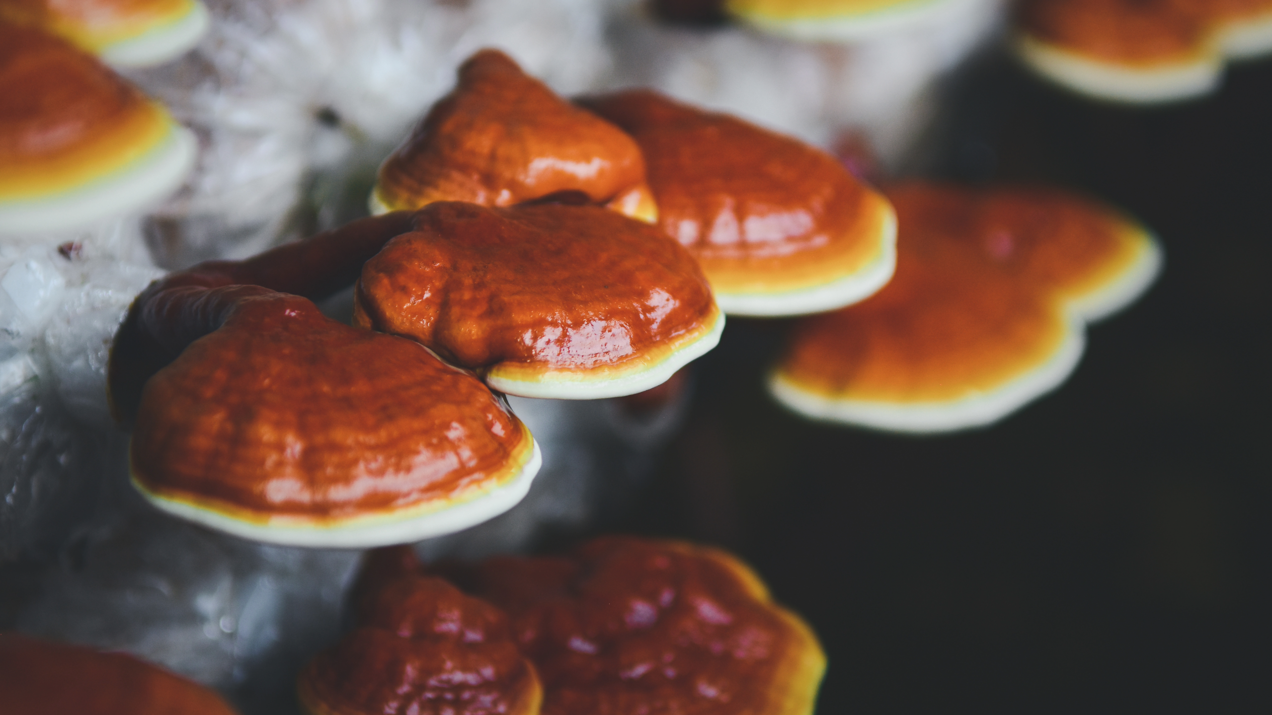 8 Essential Terms You Need To Know To Understand Functional Mushroom S ...