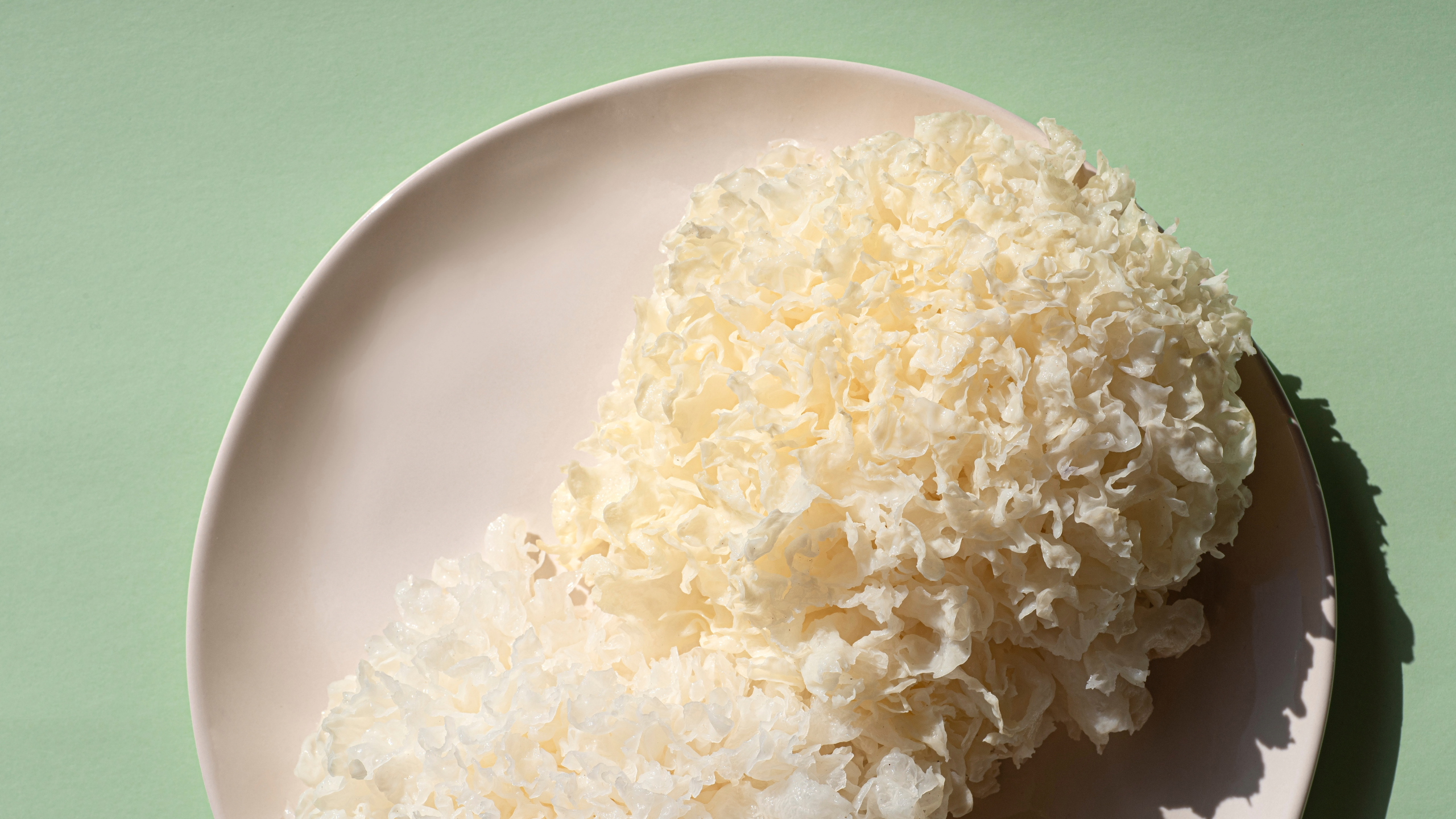 Tremella Fuciformis (Snow Mushroom): Extraction & Benefits – Mogo Farm