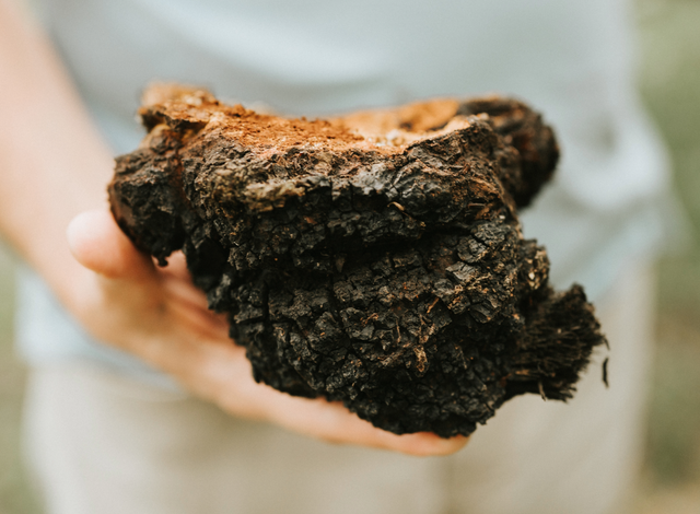 Chaga Benefits | What Is It Good For & How to Take It – Mogo Farm