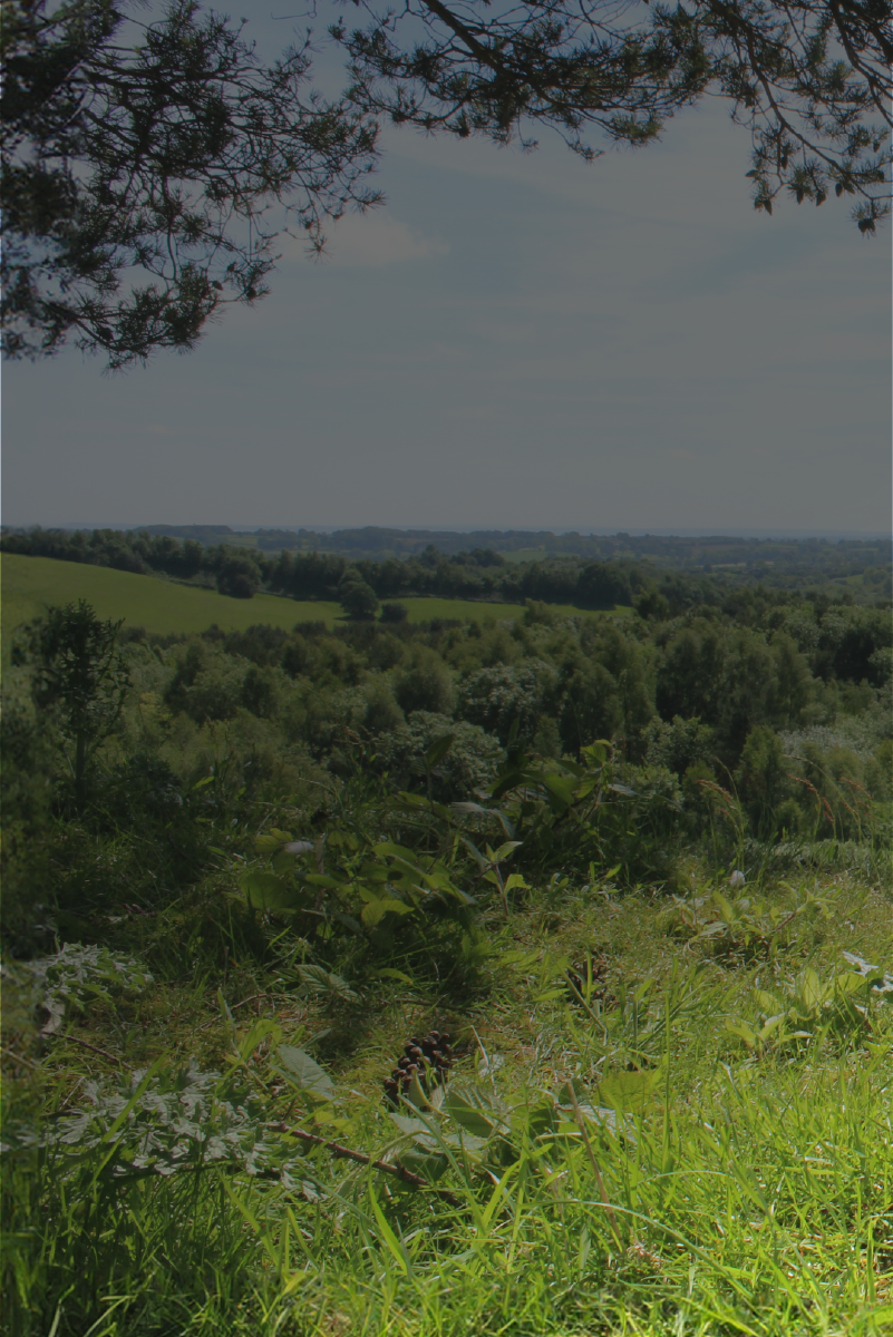 Mogo Farm Premium Quality Mushroom Tinctures | Made in the UK